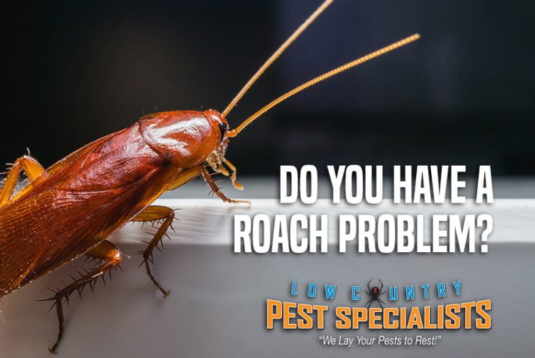 Signs you Have a Roach Problem